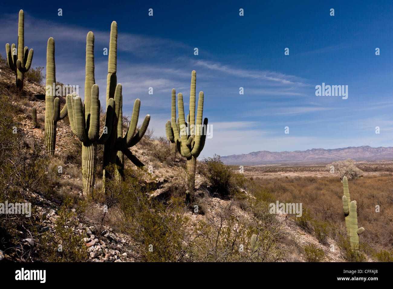 Giant cactus hi-res stock photography and images - Alamy
