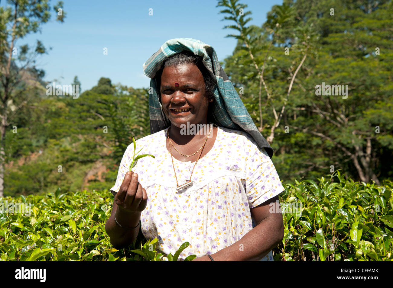 Tamil tea picker holds a freshly plucked tea leaf hillside tea bushes ...