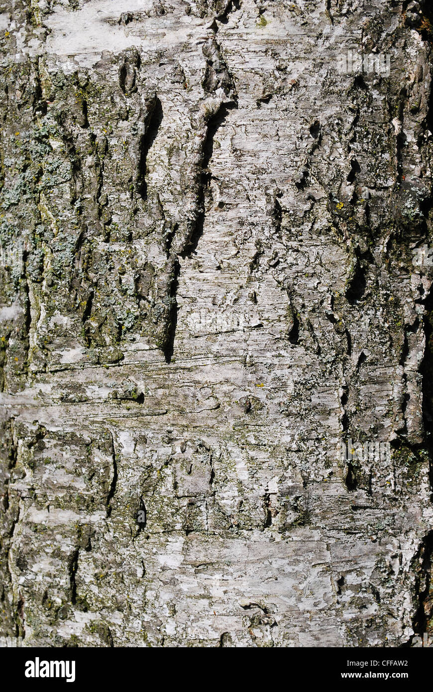 Detail of old tree bark background texture Stock Photo - Alamy