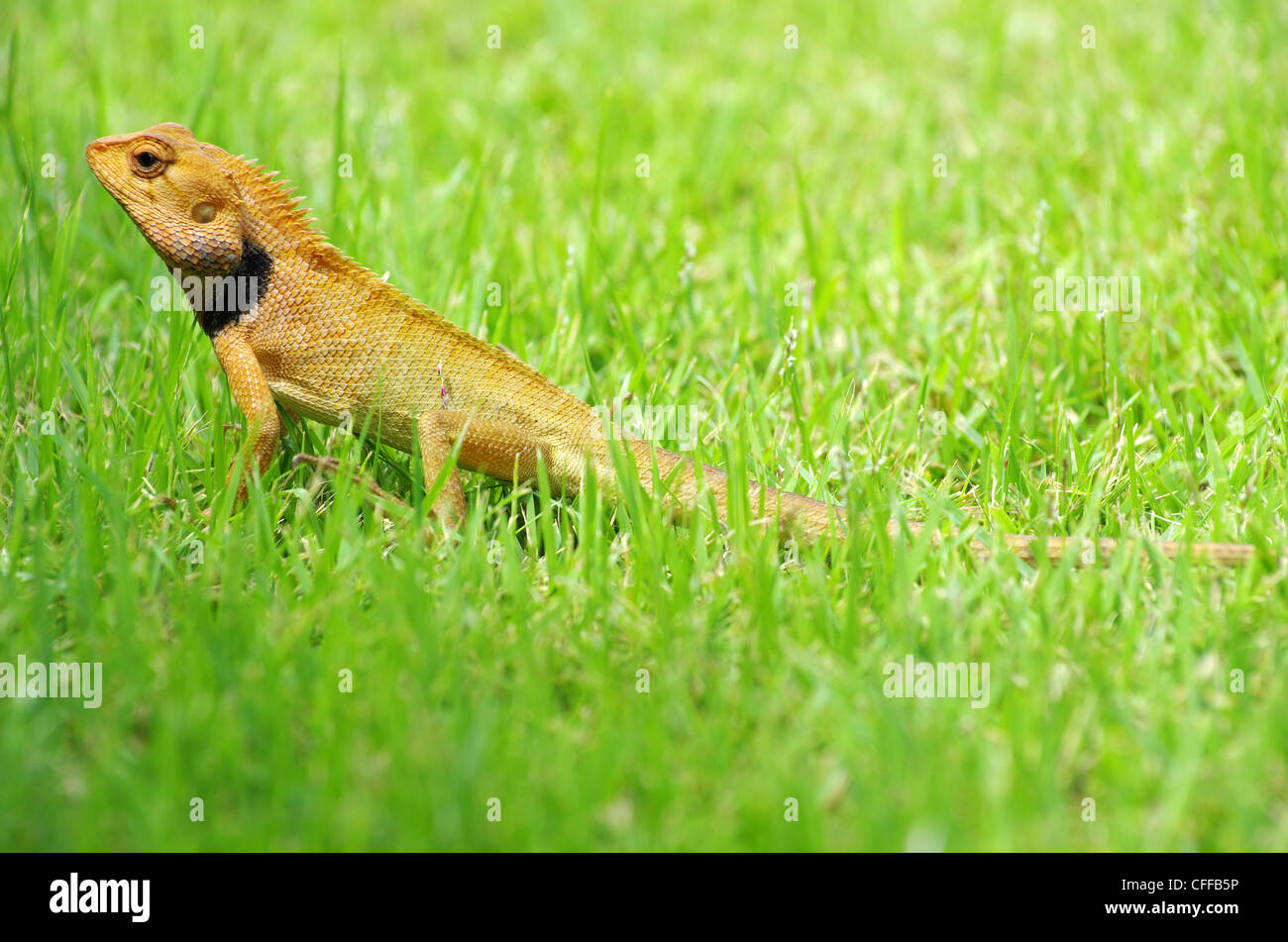 Spine lizard hi-res stock photography and images - Alamy
