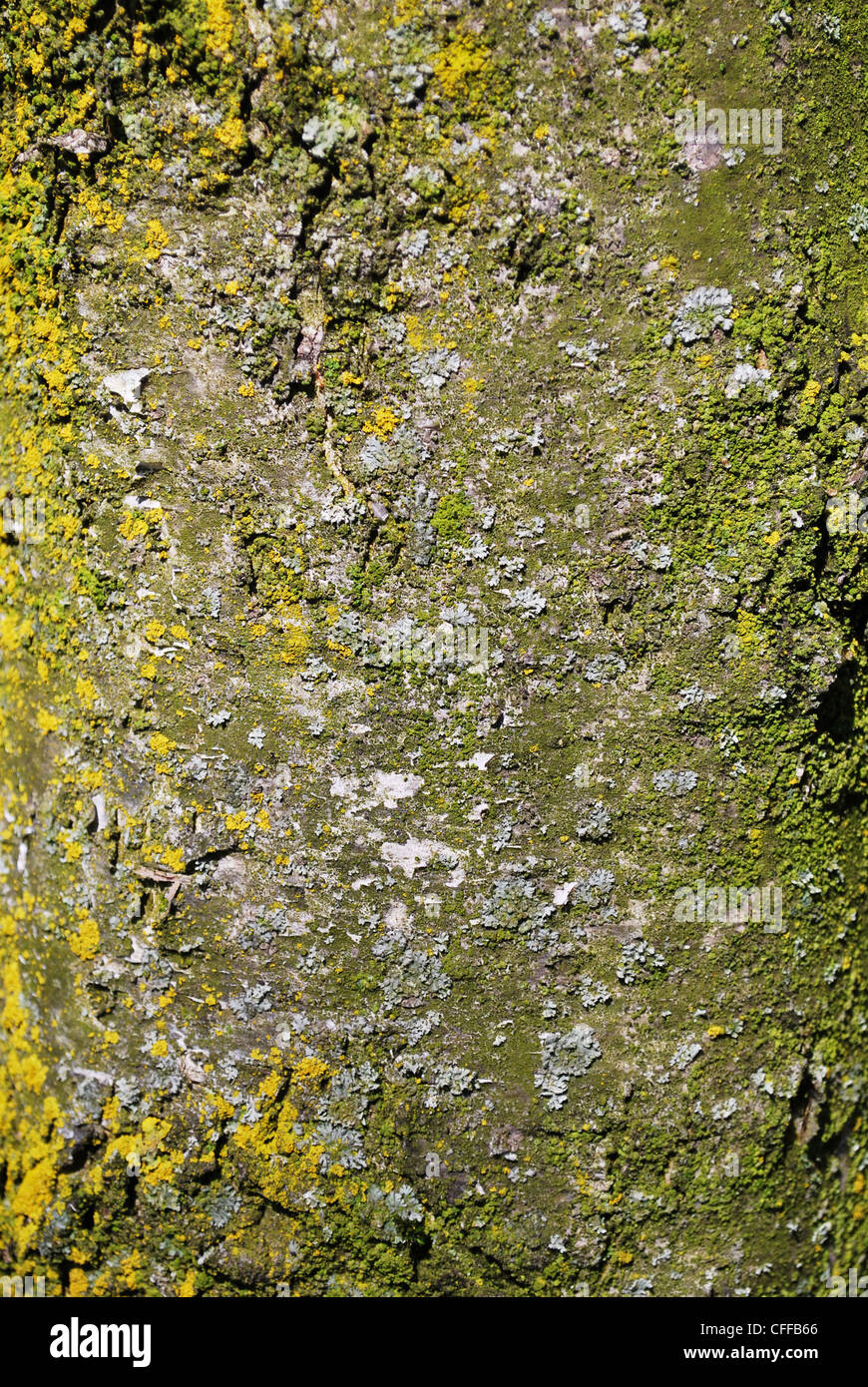 Detail of old tree bark background texture Stock Photo - Alamy