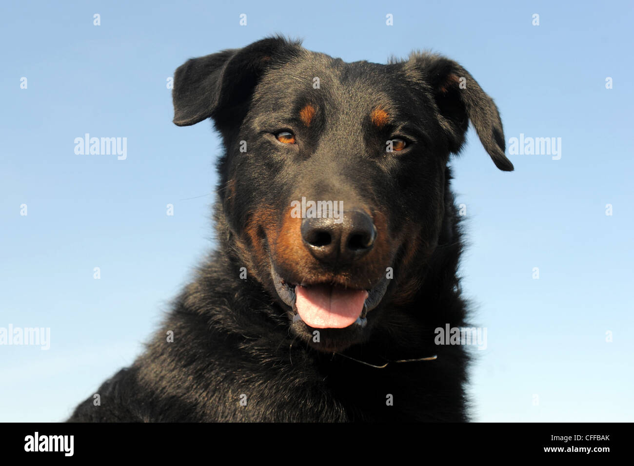 portrait of a purebred french sheepdog beauceron Stock Photo - Alamy