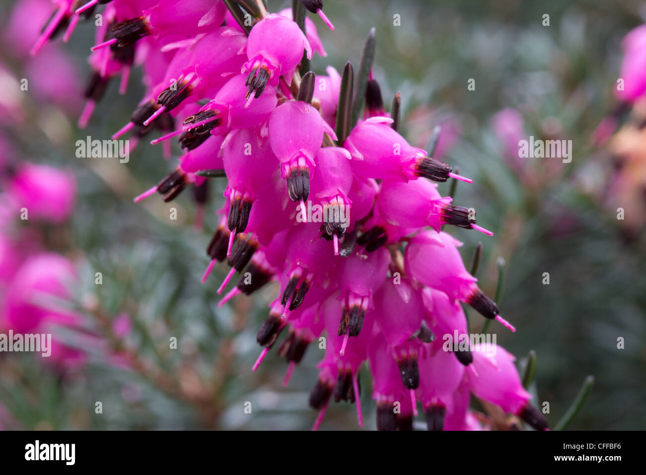 Heather flower close up hi-res stock photography and images - Alamy