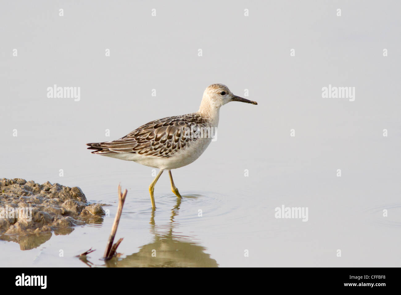 Juvenile ruff philomachus pugnax hi-res stock photography and images ...