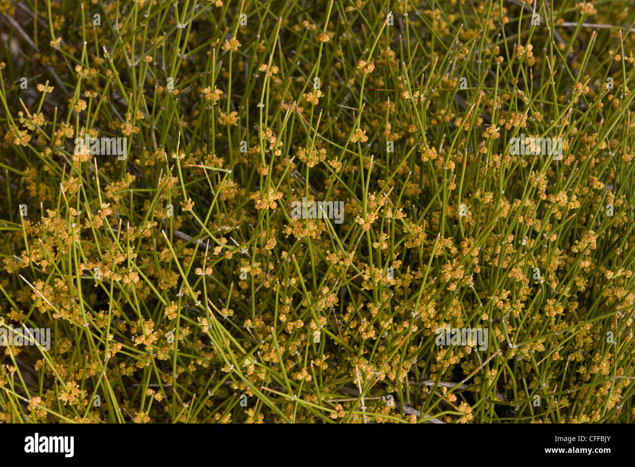 Ephedra fasciculata hi-res stock photography and images - Alamy