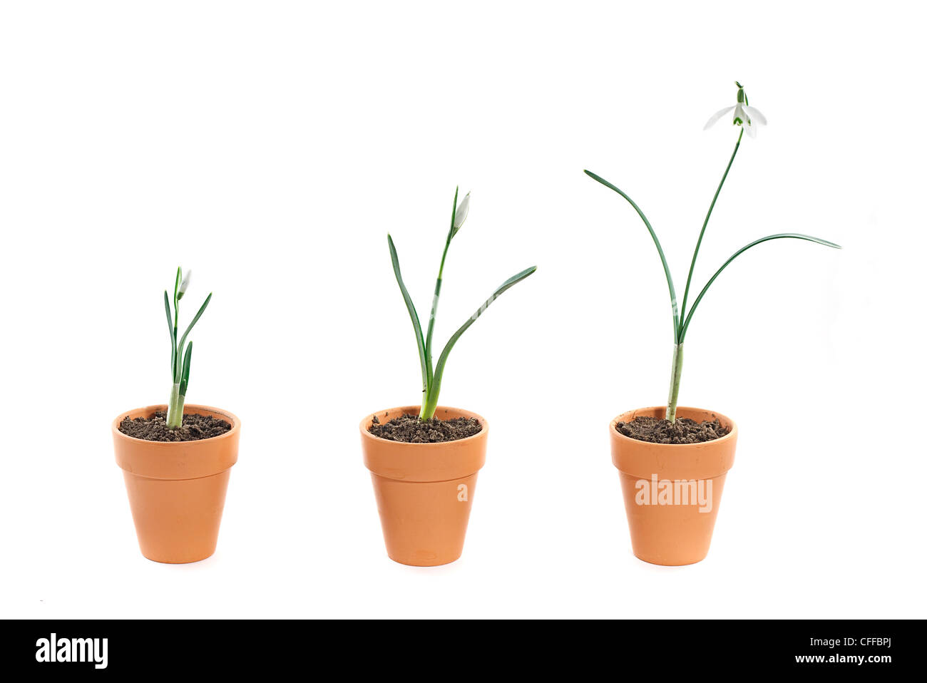three snowdrops of various stages of growth in terracotta plant pots on ...