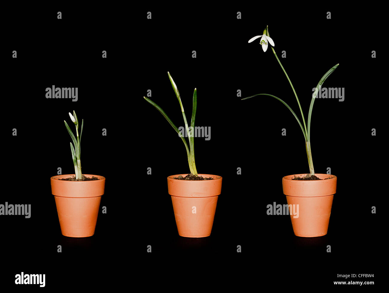 three snowdrops of varying maturity in terracotta plant pots on a black ...
