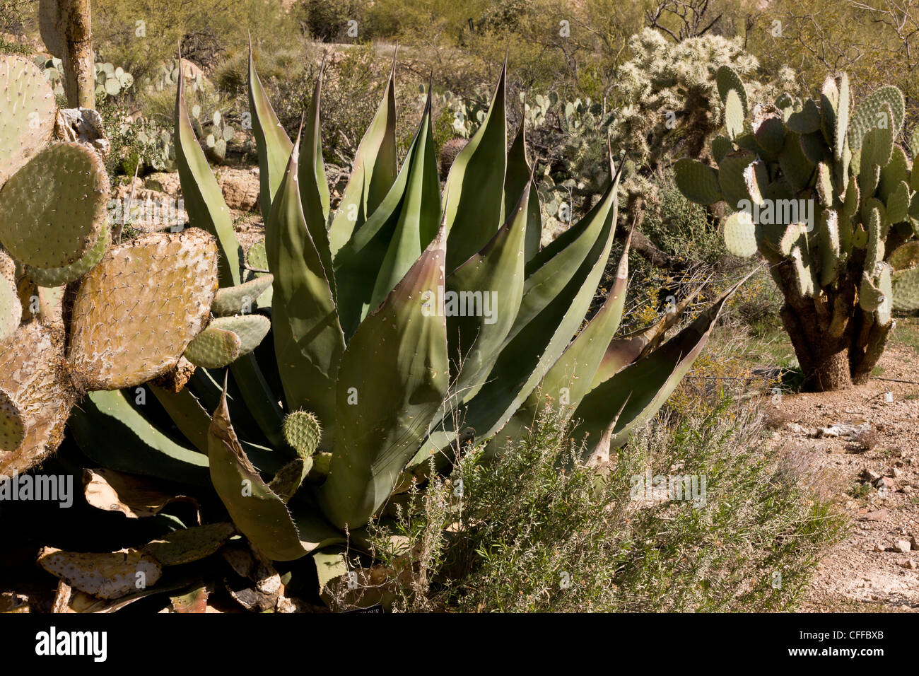 Pulque agave hi-res stock photography and images - Alamy