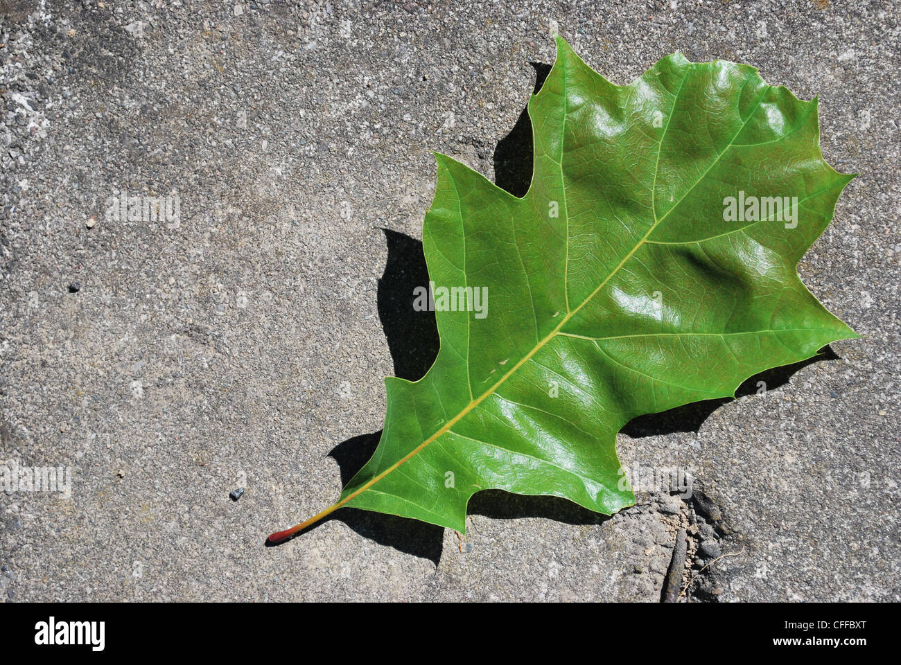 Single autumn leaf hi-res stock photography and images - Alamy