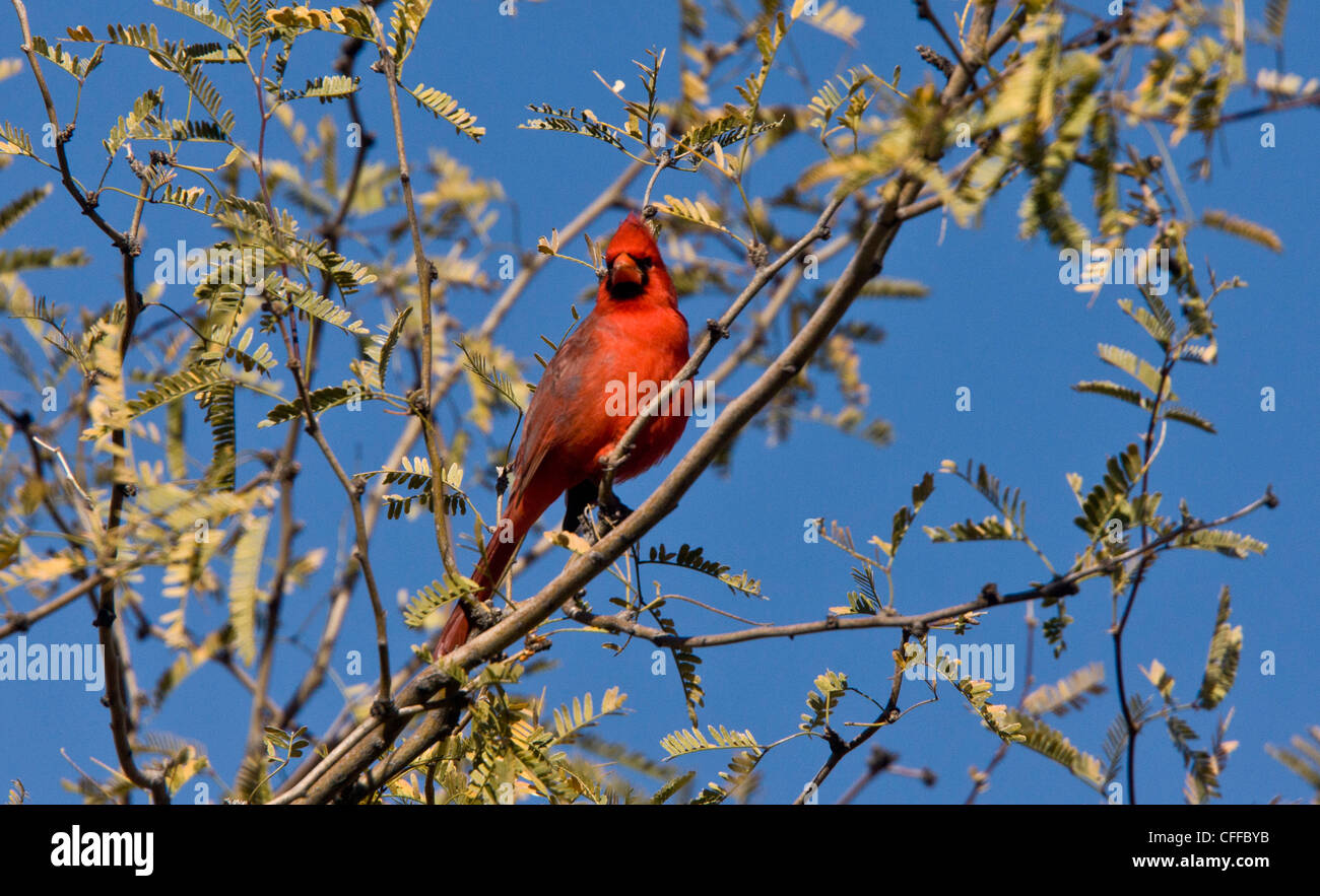 Northern Cardinal, Cardinalis cardinalis. Arizona, USA Stock Photo - Alamy