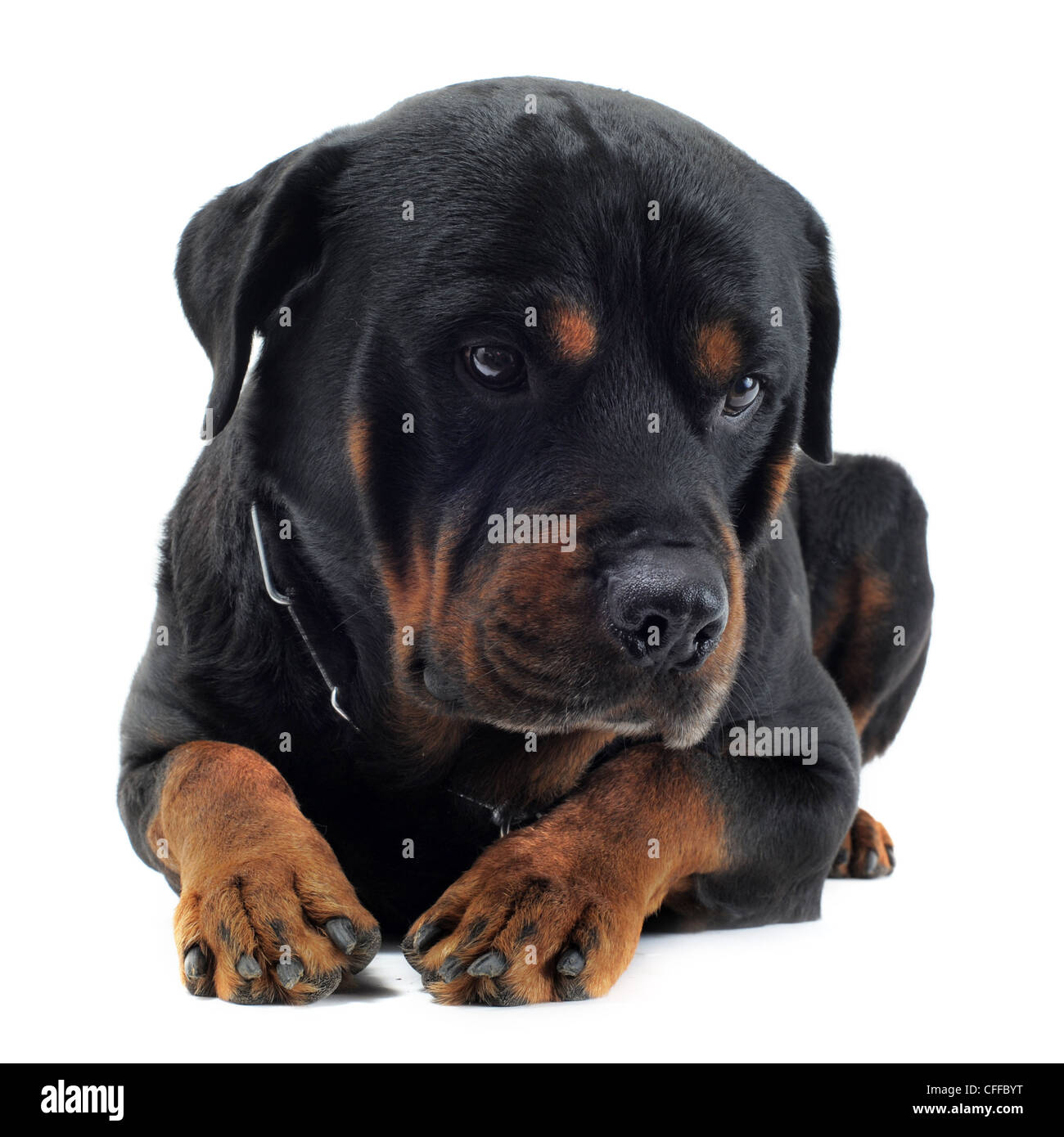portrait of a purebred rottweiler in front of white background Stock ...