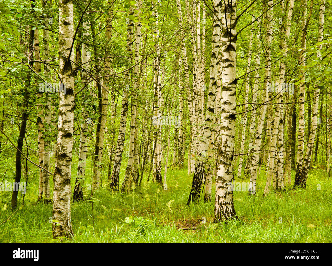 Birch hi-res stock photography and images - Alamy