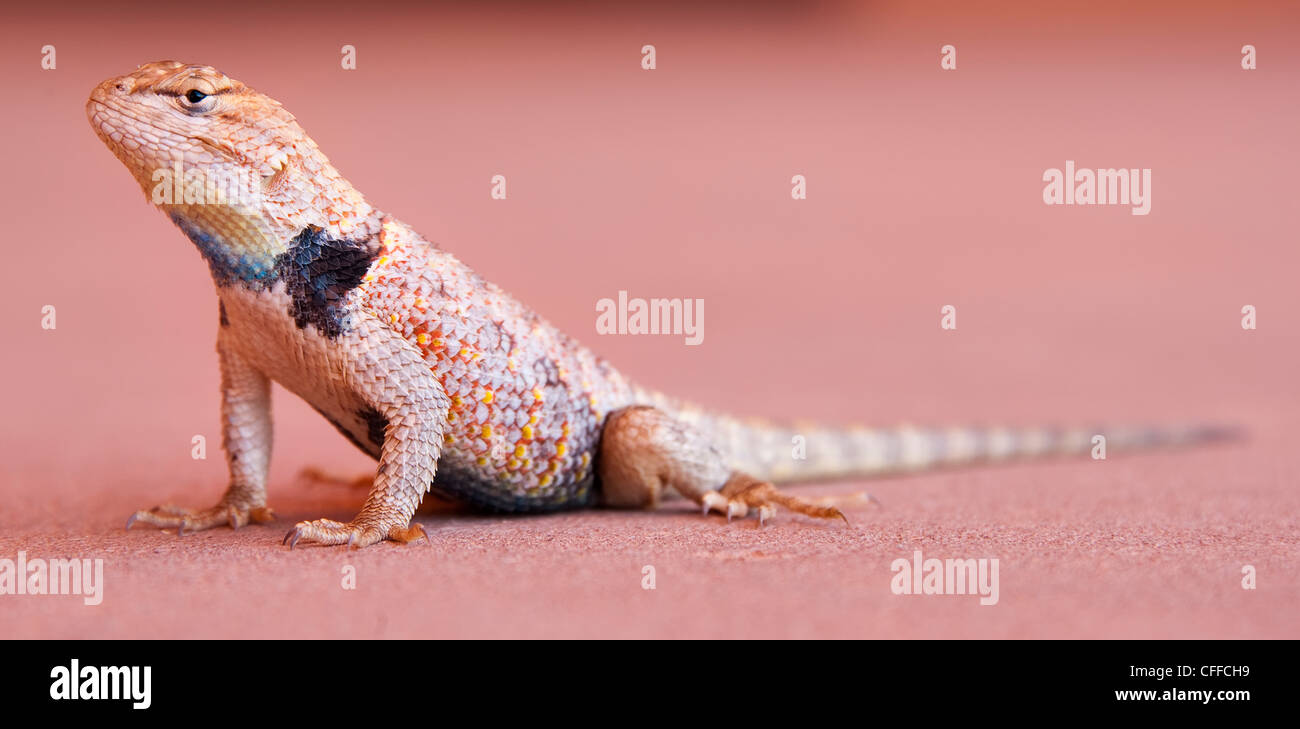Desert spiny lizard hi-res stock photography and images - Alamy