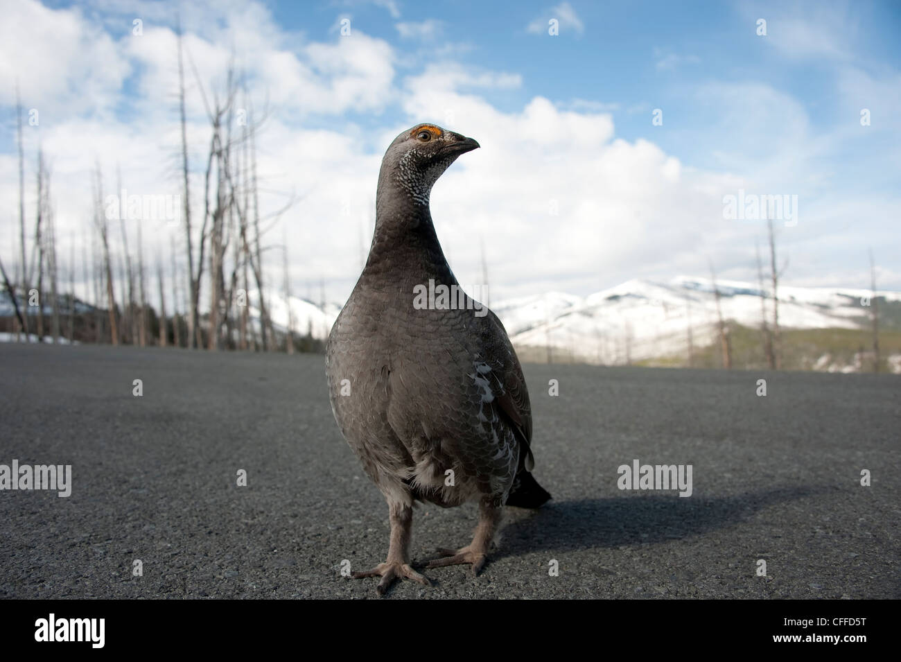 Dusky grouse (Dendragapus obscurus) in Yellowstone NP Stock Photo - Alamy