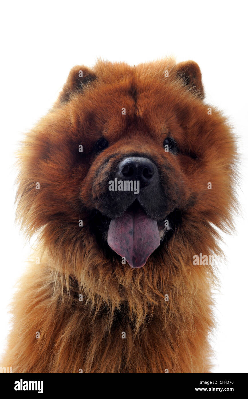 Chow chow tongue hi-res stock photography and images - Alamy