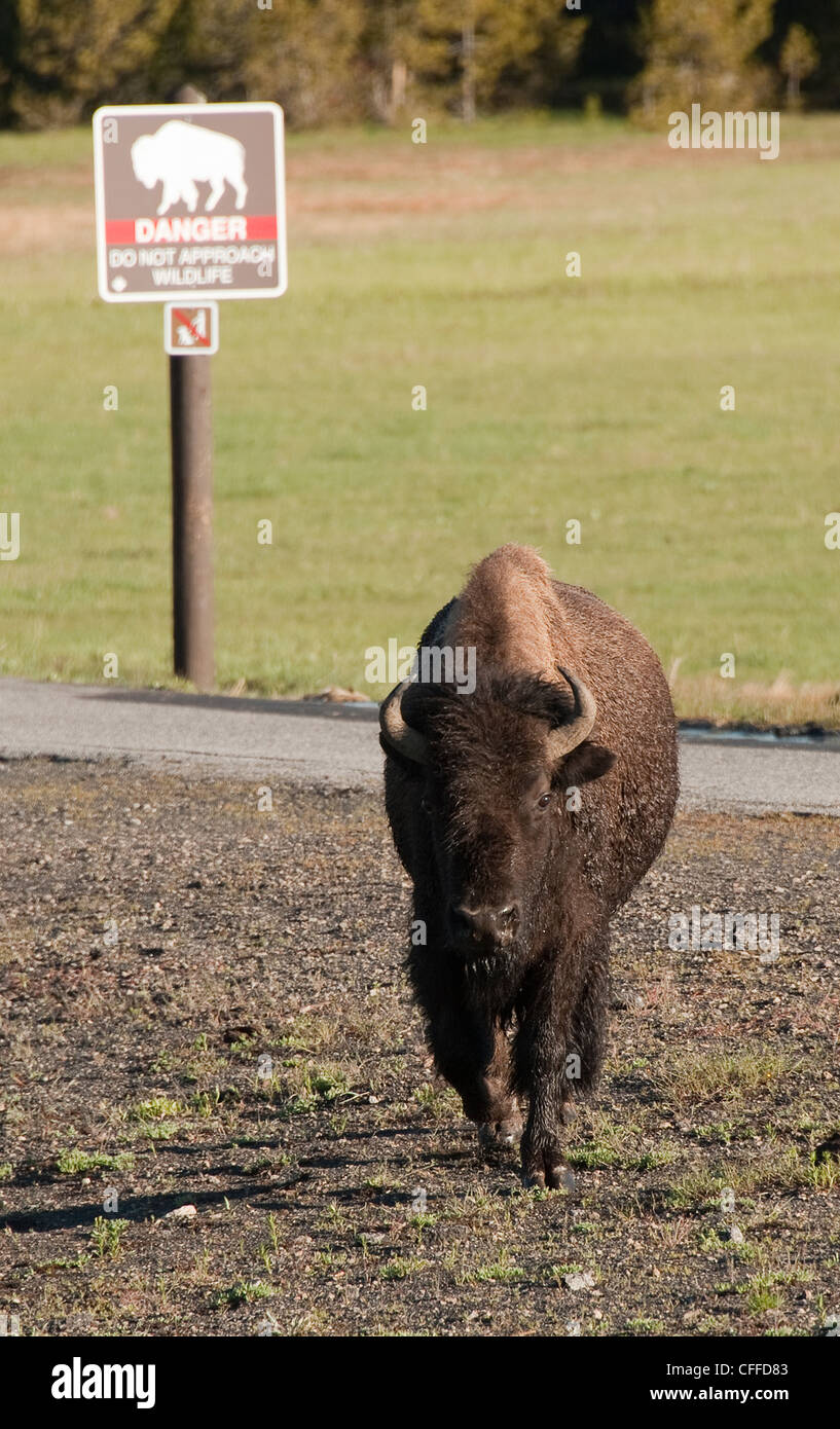 Bison in front of sign advising not to approach wildlife in Yellowstone ...