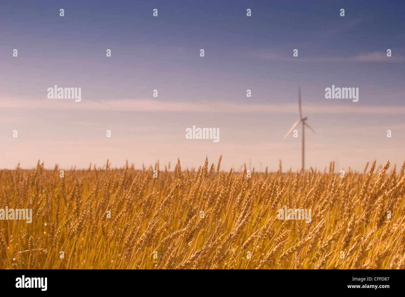 Wheat Field, Winnipeg, Manitoba Stock Photo - Alamy