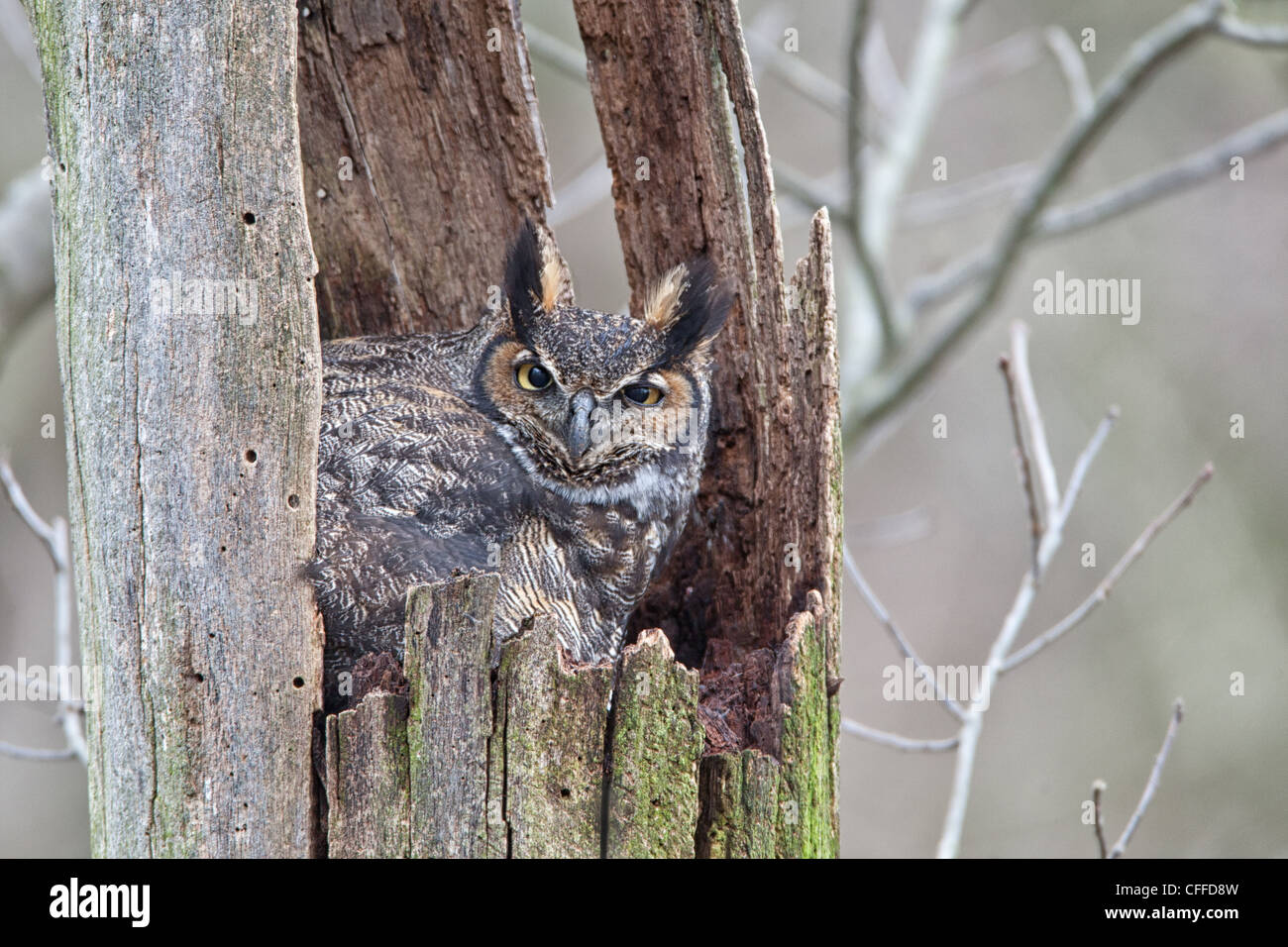 Birds sitting on nest hi-res stock photography and images - Alamy