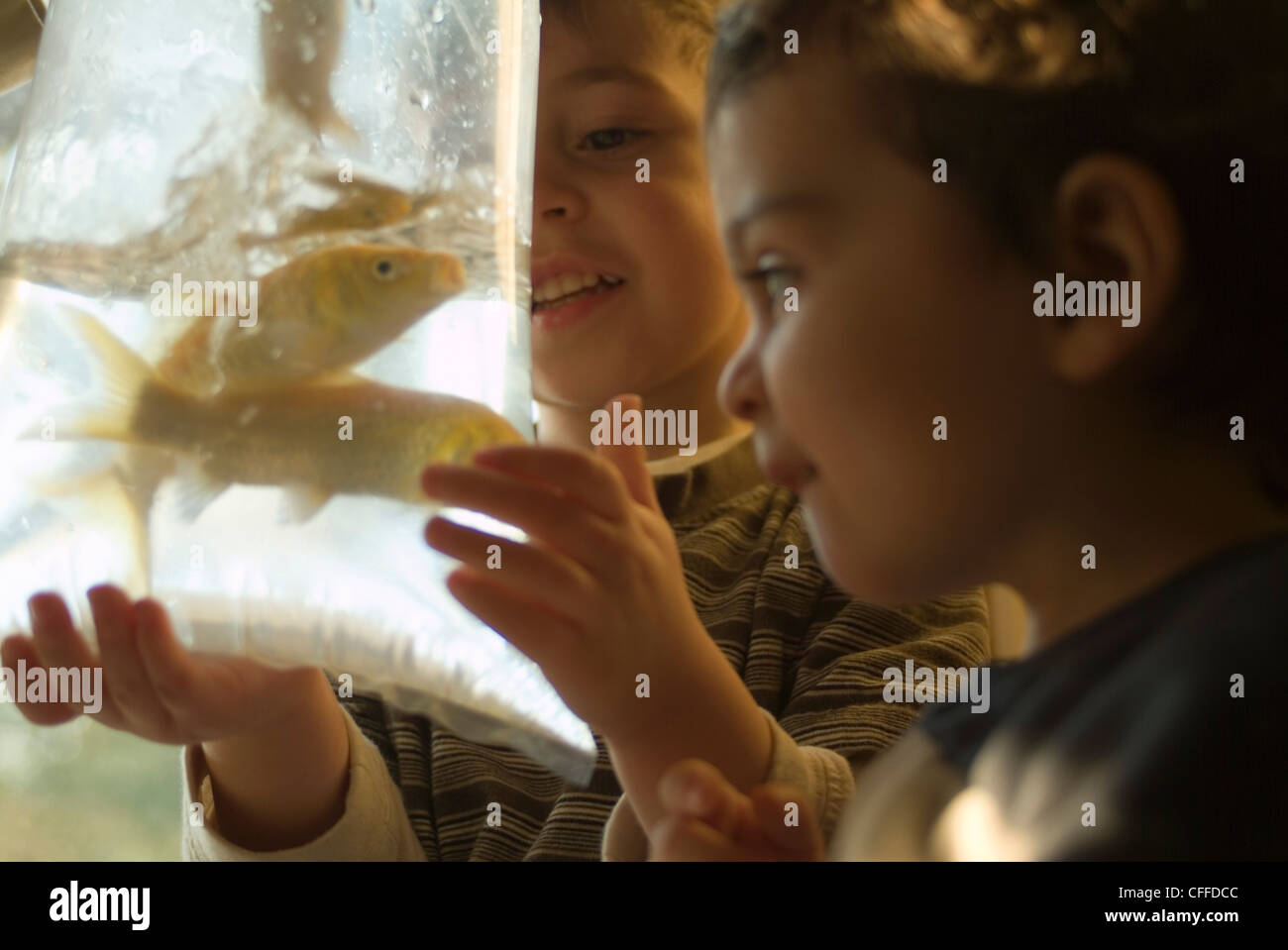 Children with Gold Fish Stock Photo - Alamy
