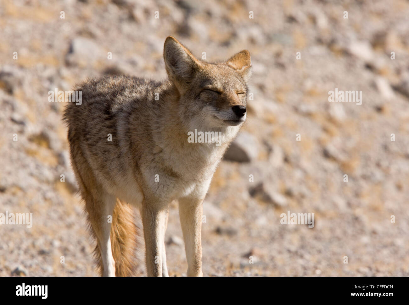 American jackal hi-res stock photography and images - Alamy