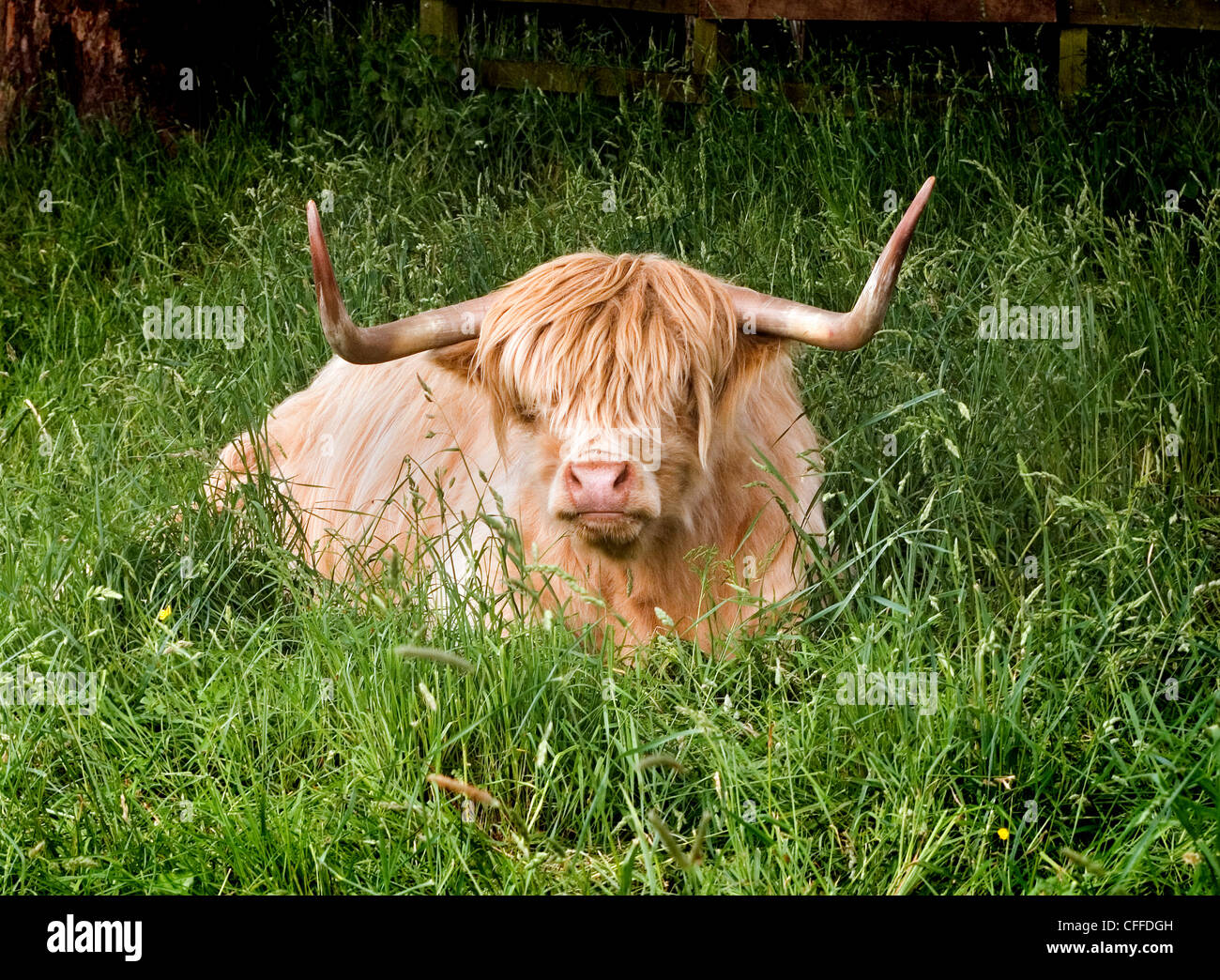 Lone cow in field Stock Photo - Alamy