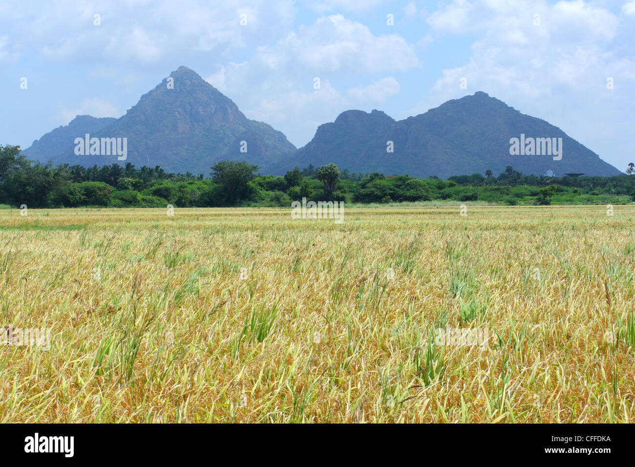 rice grain stalks yield India Stock Photo - Alamy