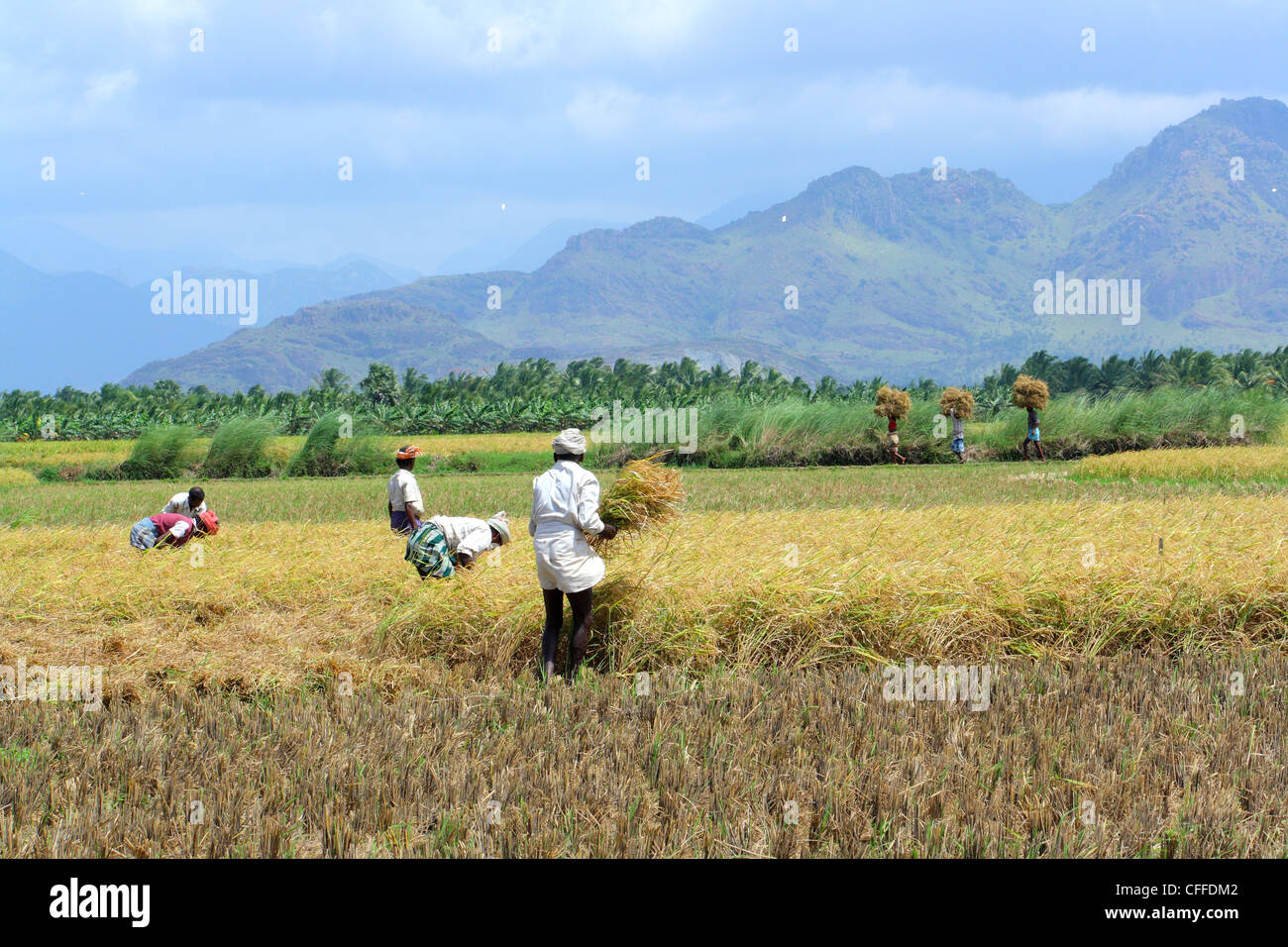 Reaping the harvest hi-res stock photography and images - Alamy