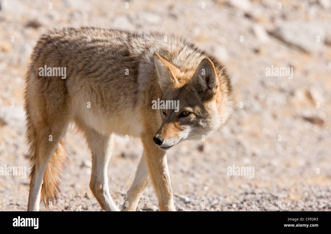 Prairie wolf hi-res stock photography and images - Alamy