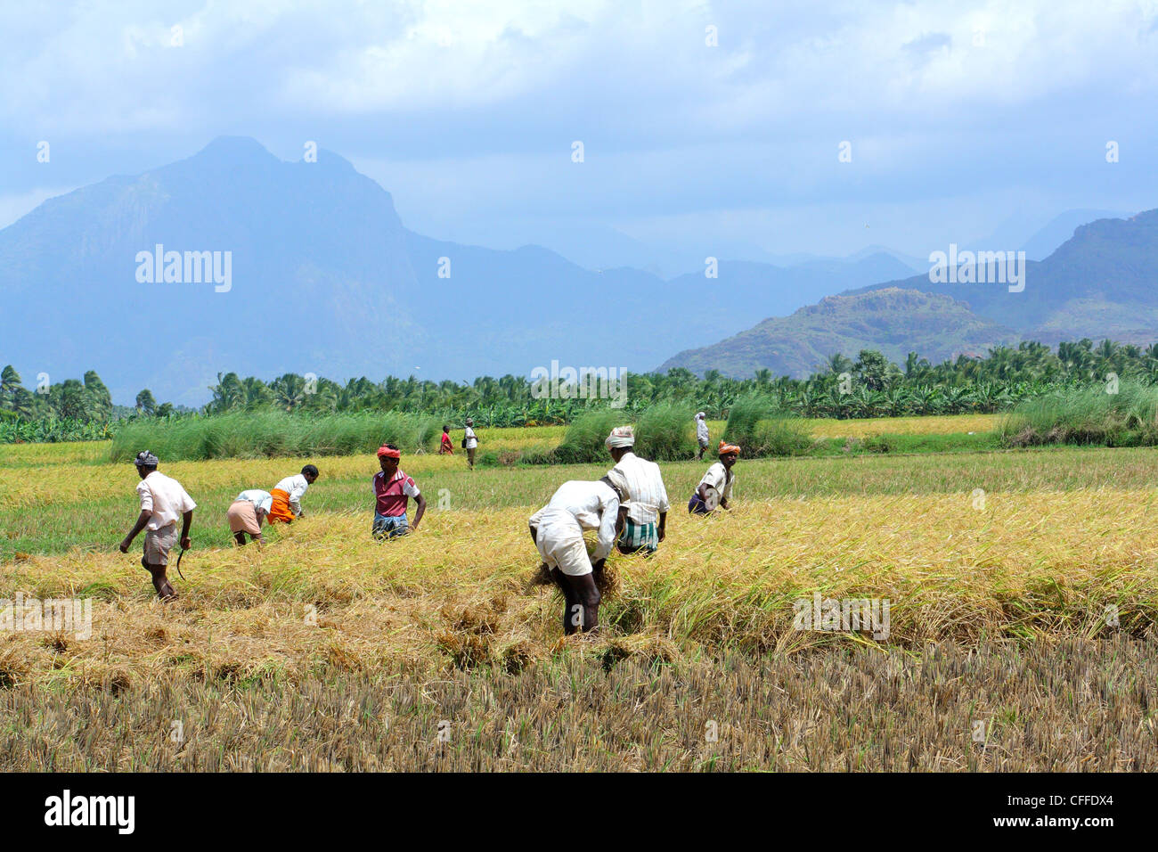 Rice crop india hi-res stock photography and images - Alamy