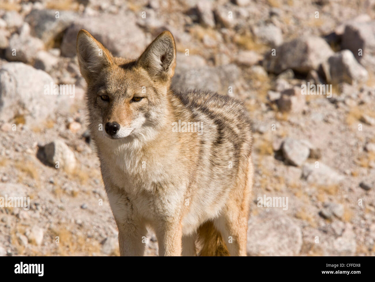Coyote, American jackal or prairie wolf, Canis latrans, surviving in ...