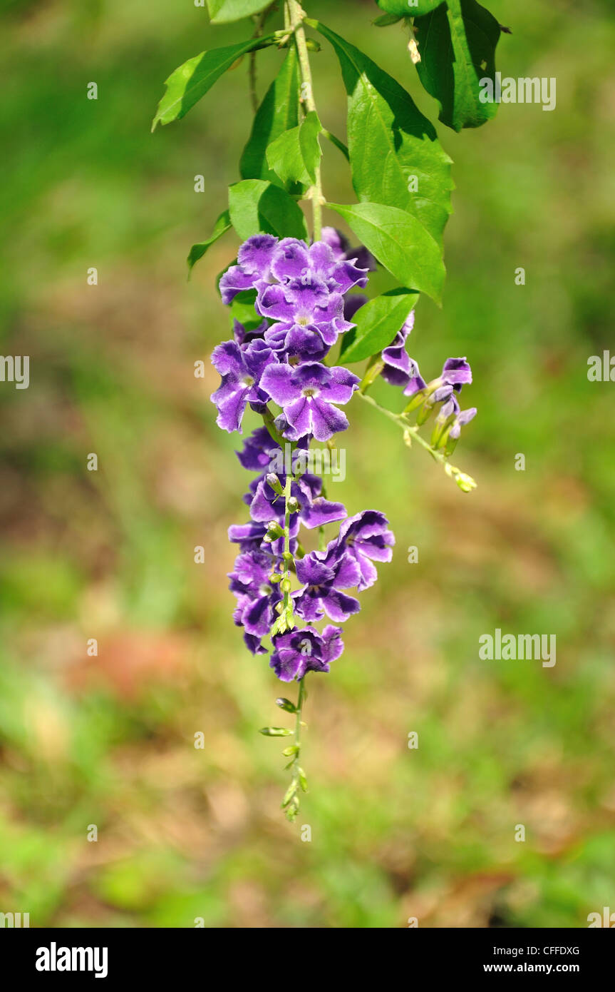 tropical purple flowers Stock Photo - Alamy