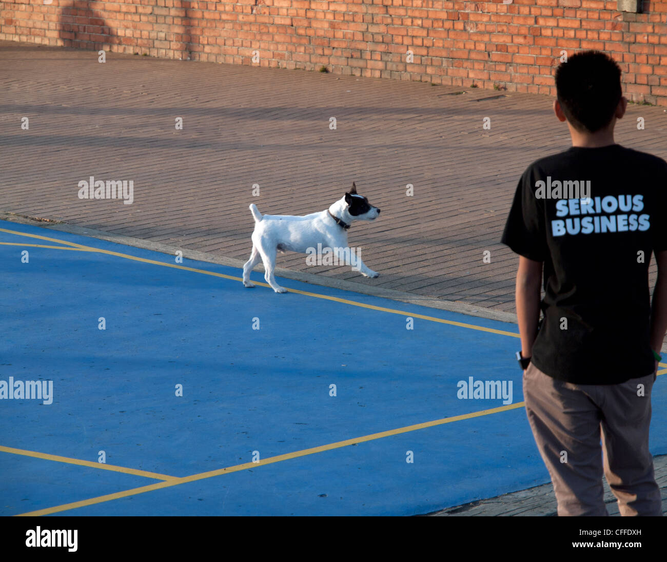 A dog runs on to a basketball court in Brighton Stock Photo - Alamy