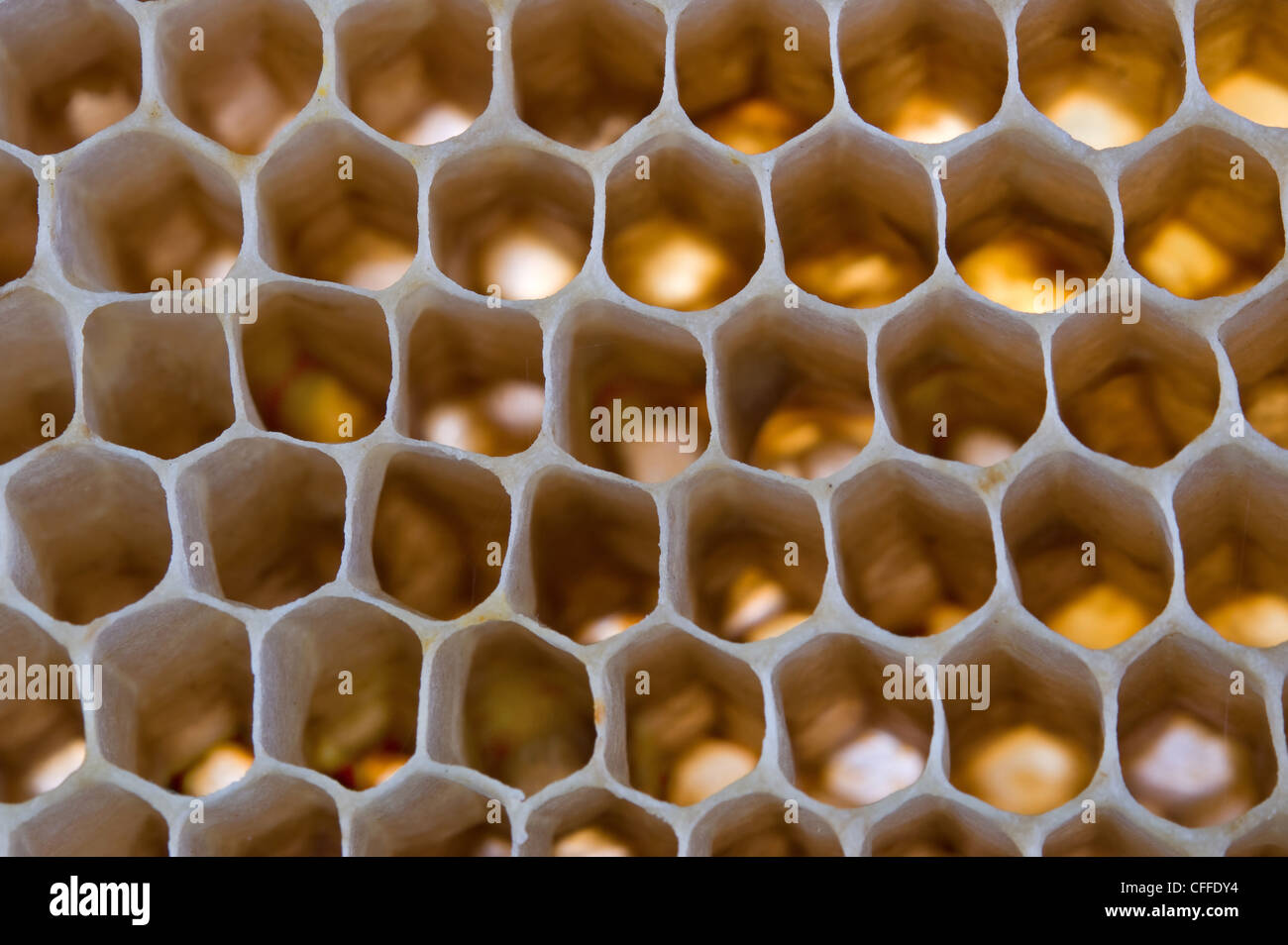 Texture. bee honeycombs close up Stock Photo - Alamy