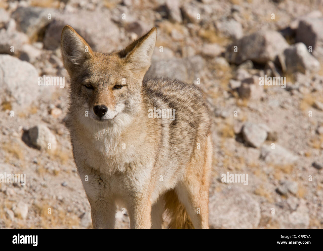 Coyote, American jackal or prairie wolf, Canis latrans, surviving in ...