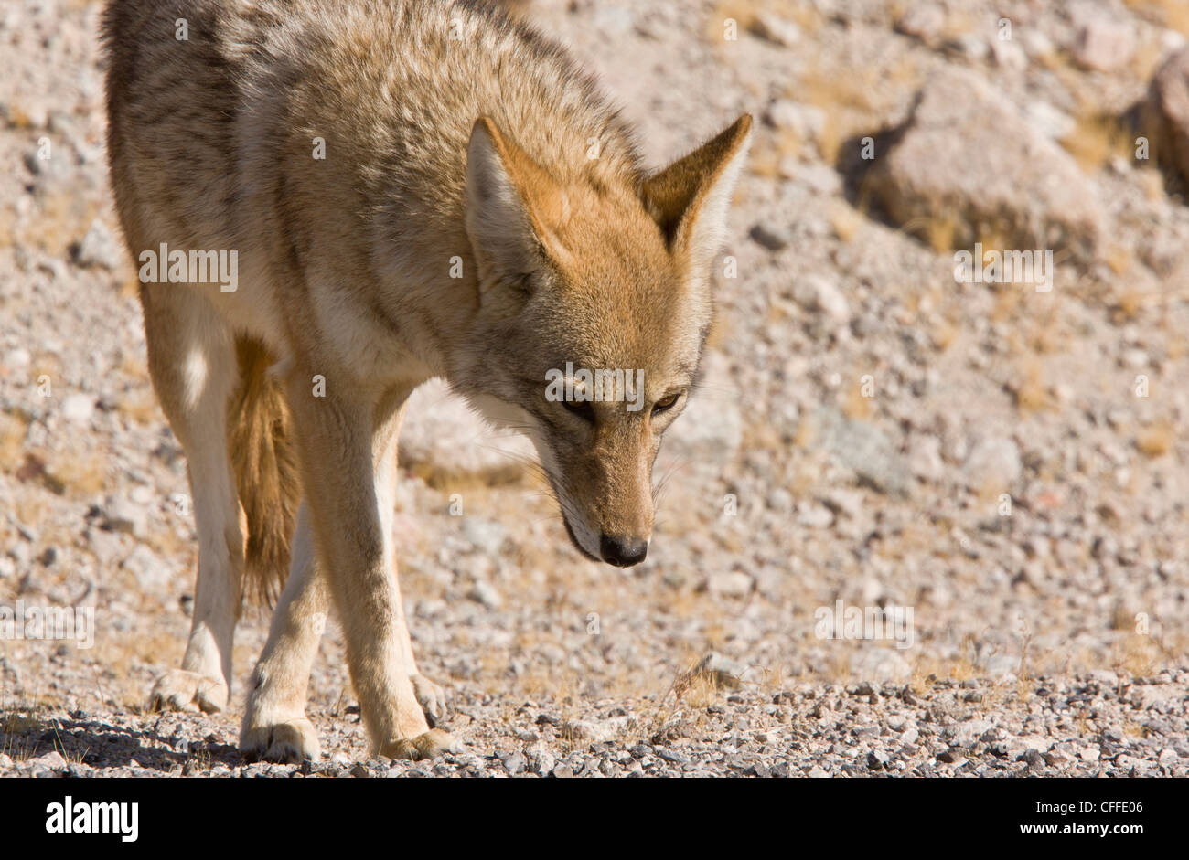 Prairie wolf hi-res stock photography and images - Alamy
