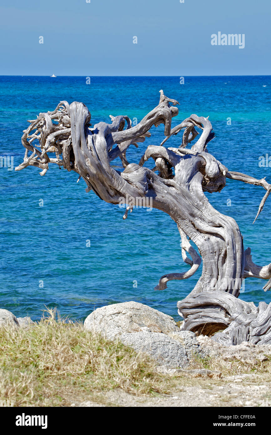 Divi divi tree hi-res stock photography and images - Alamy