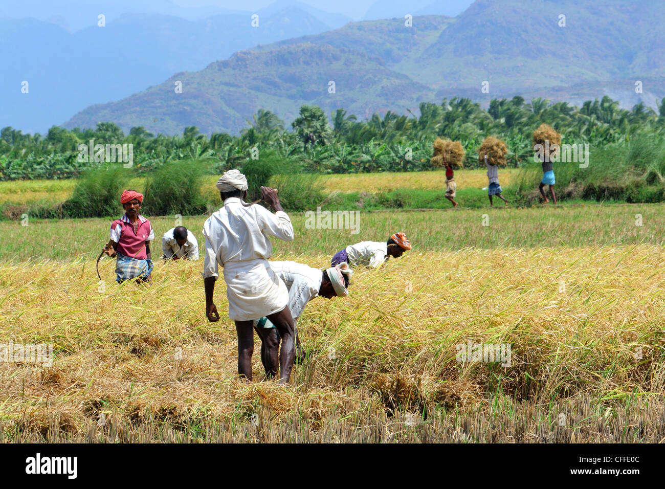 Reapers High Resolution Stock Photography and Images - Alamy