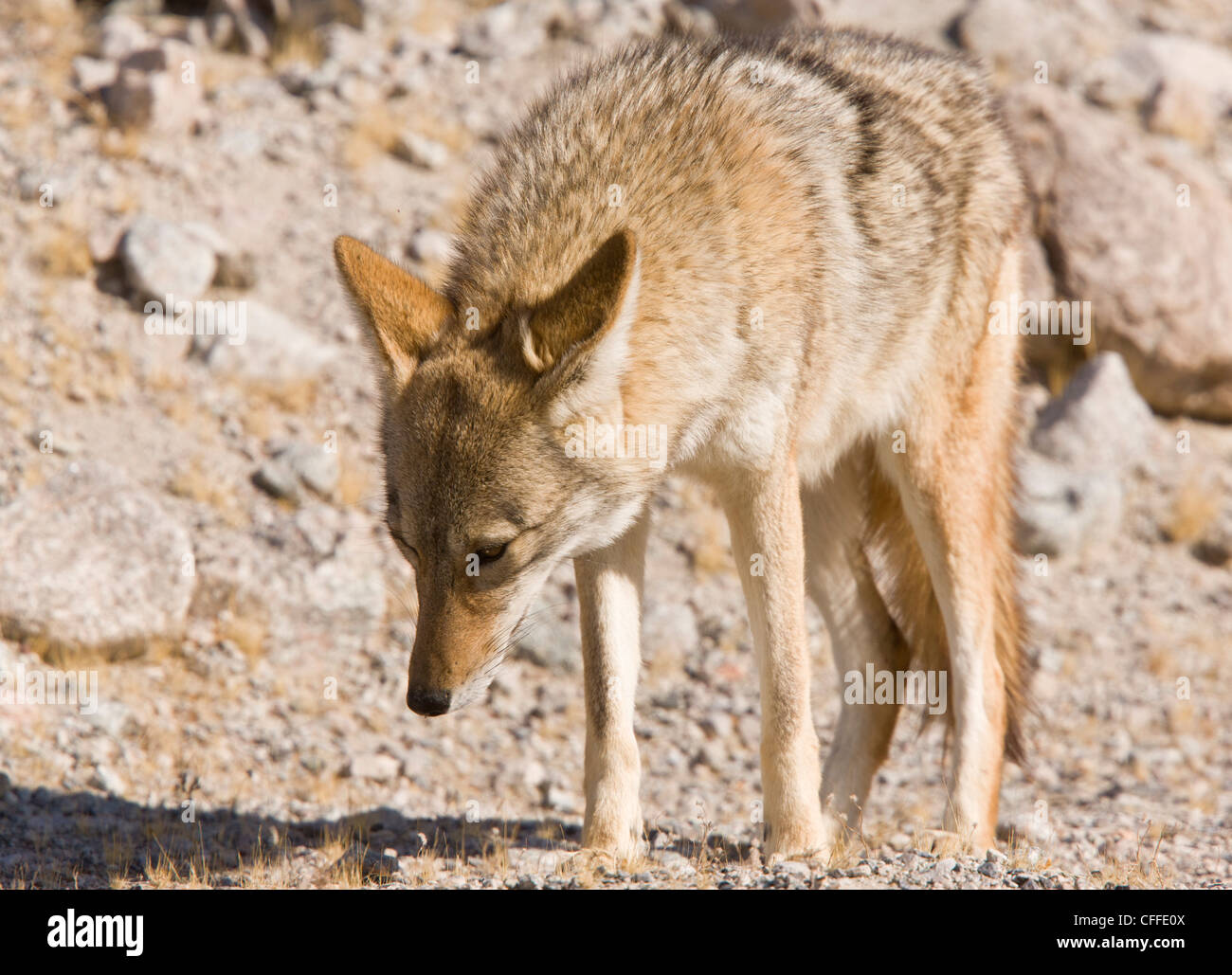 American jackal hi-res stock photography and images - Alamy