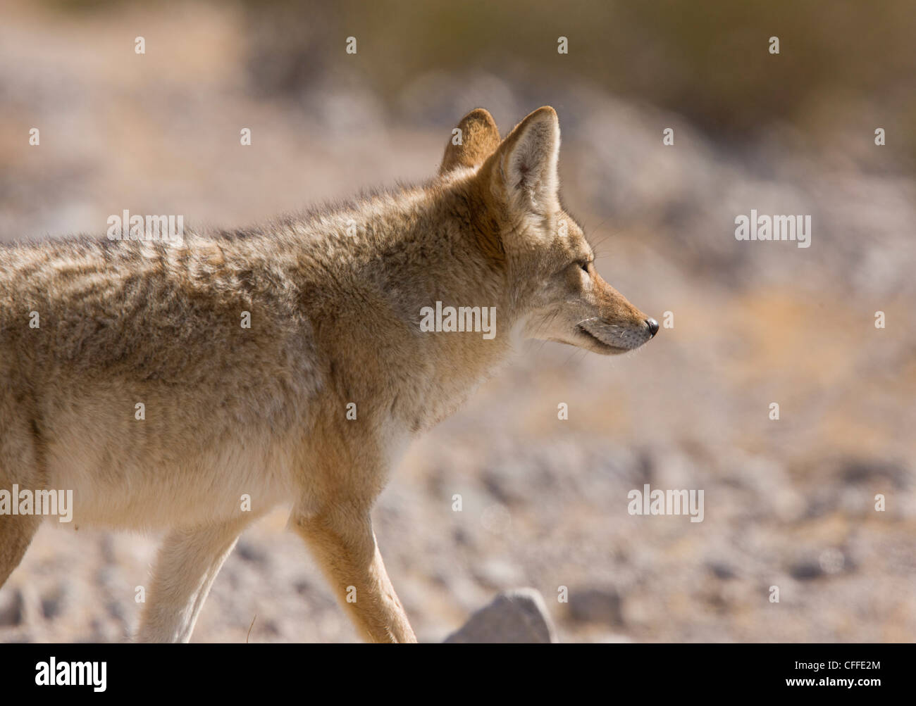 Prairie wolf hi-res stock photography and images - Alamy