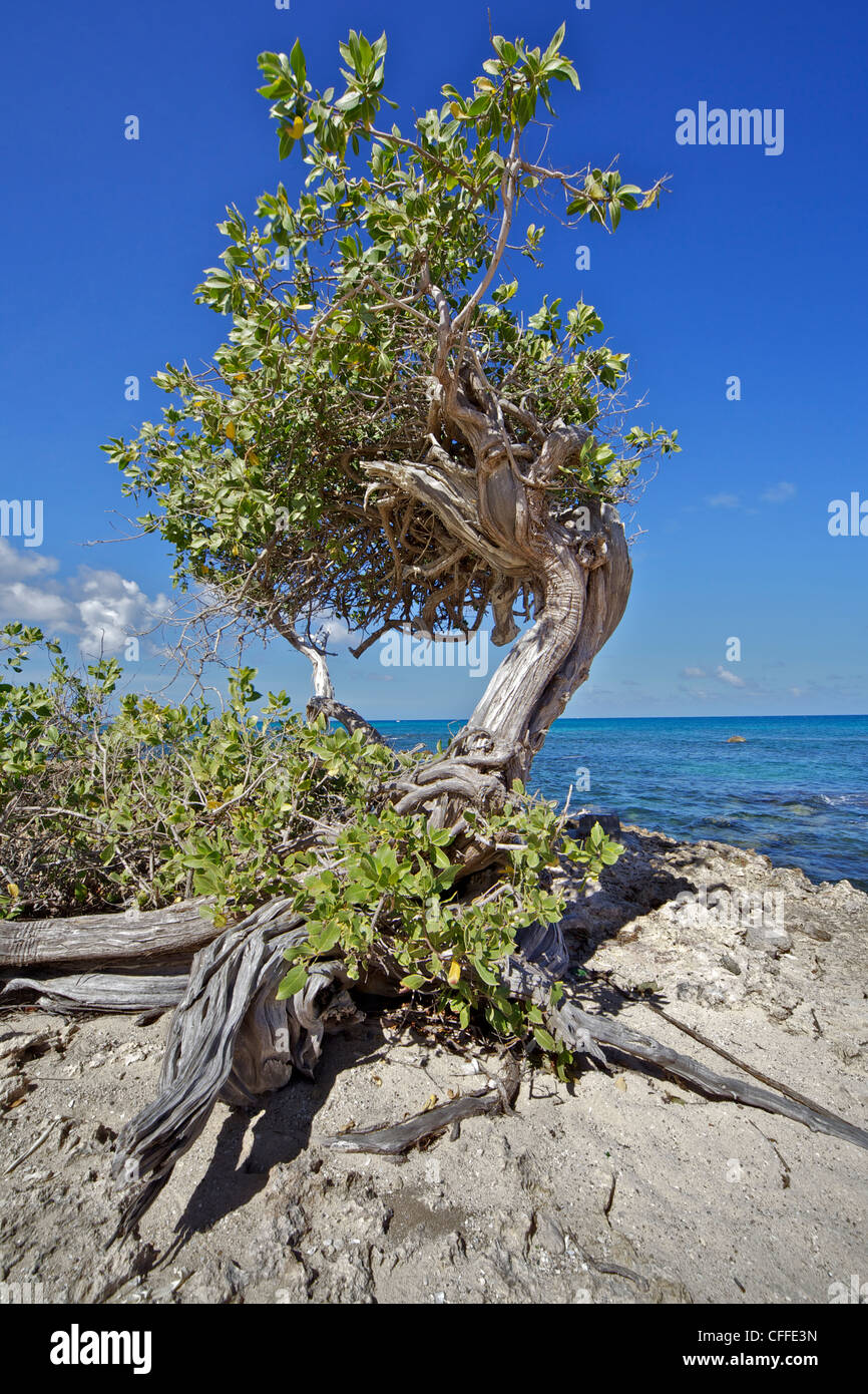 Divi divi tree aruba hi-res stock photography and images - Alamy