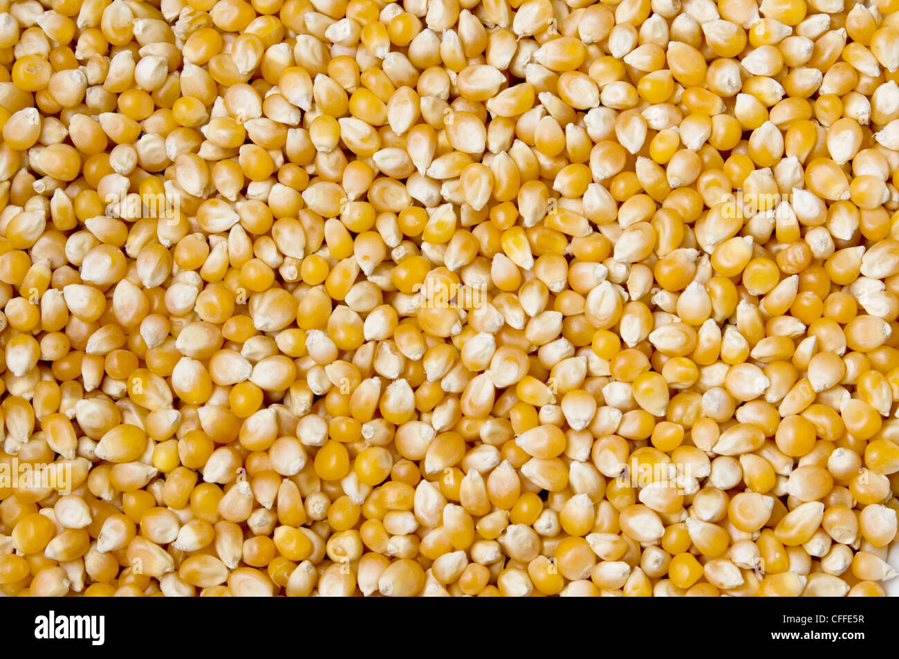 Corn seed background Stock Photo - Alamy