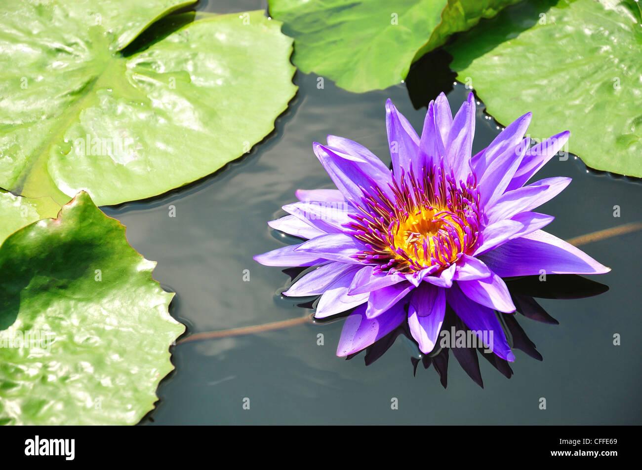 Tranquil purple pattern hi-res stock photography and images - Alamy