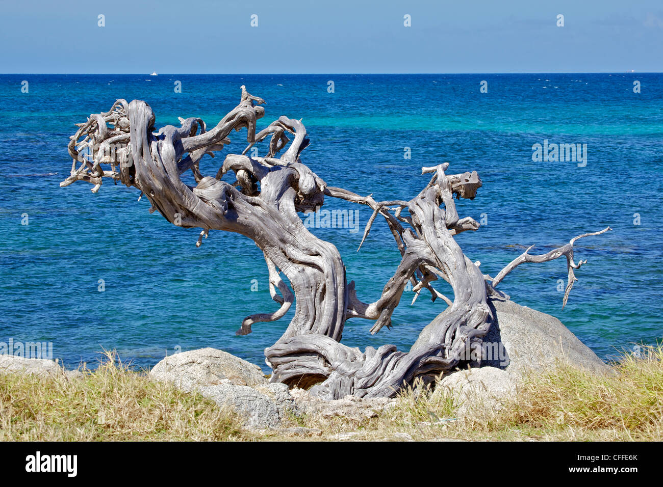 Divi divi tree aruba hi-res stock photography and images - Alamy