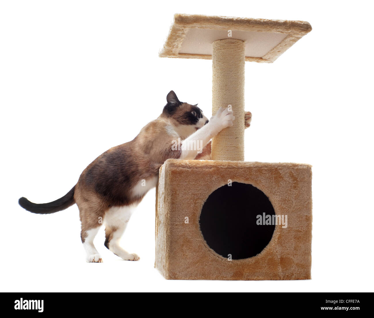 a siamese cat scratching his paw in front of white background Stock ...