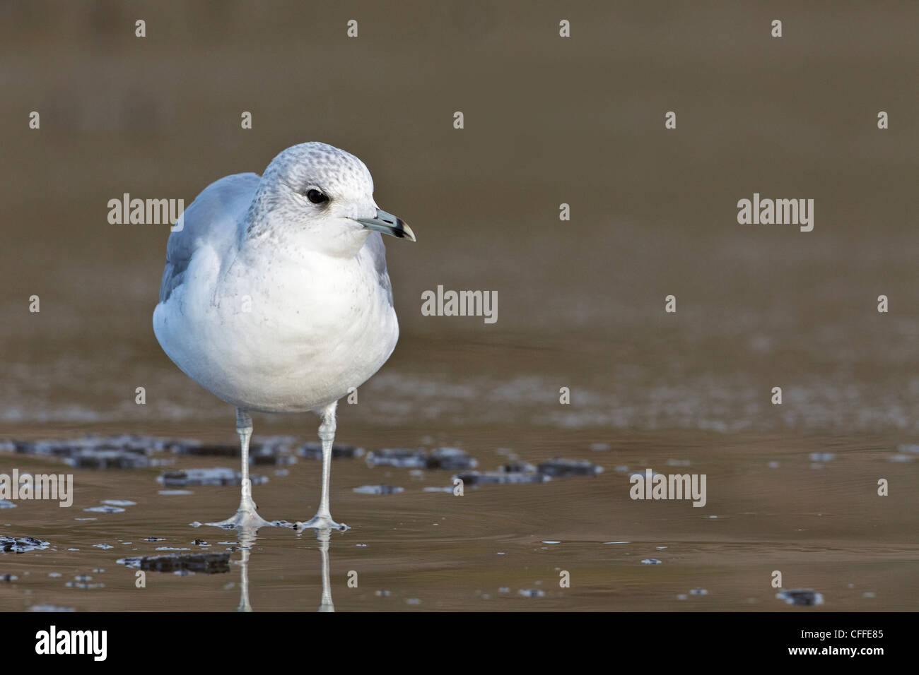 Covered pool hi-res stock photography and images - Alamy