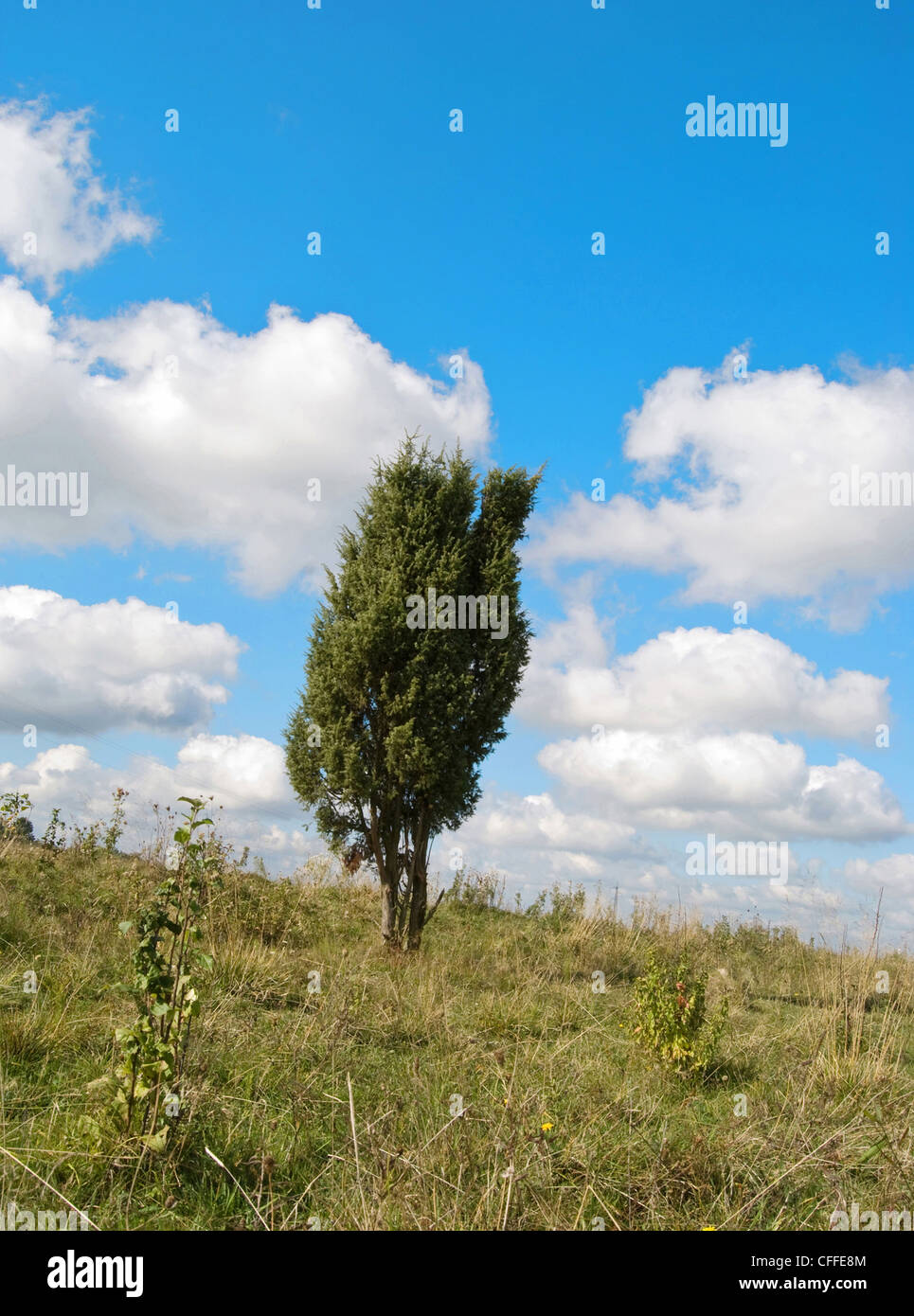 Horizon juniper hi-res stock photography and images - Alamy