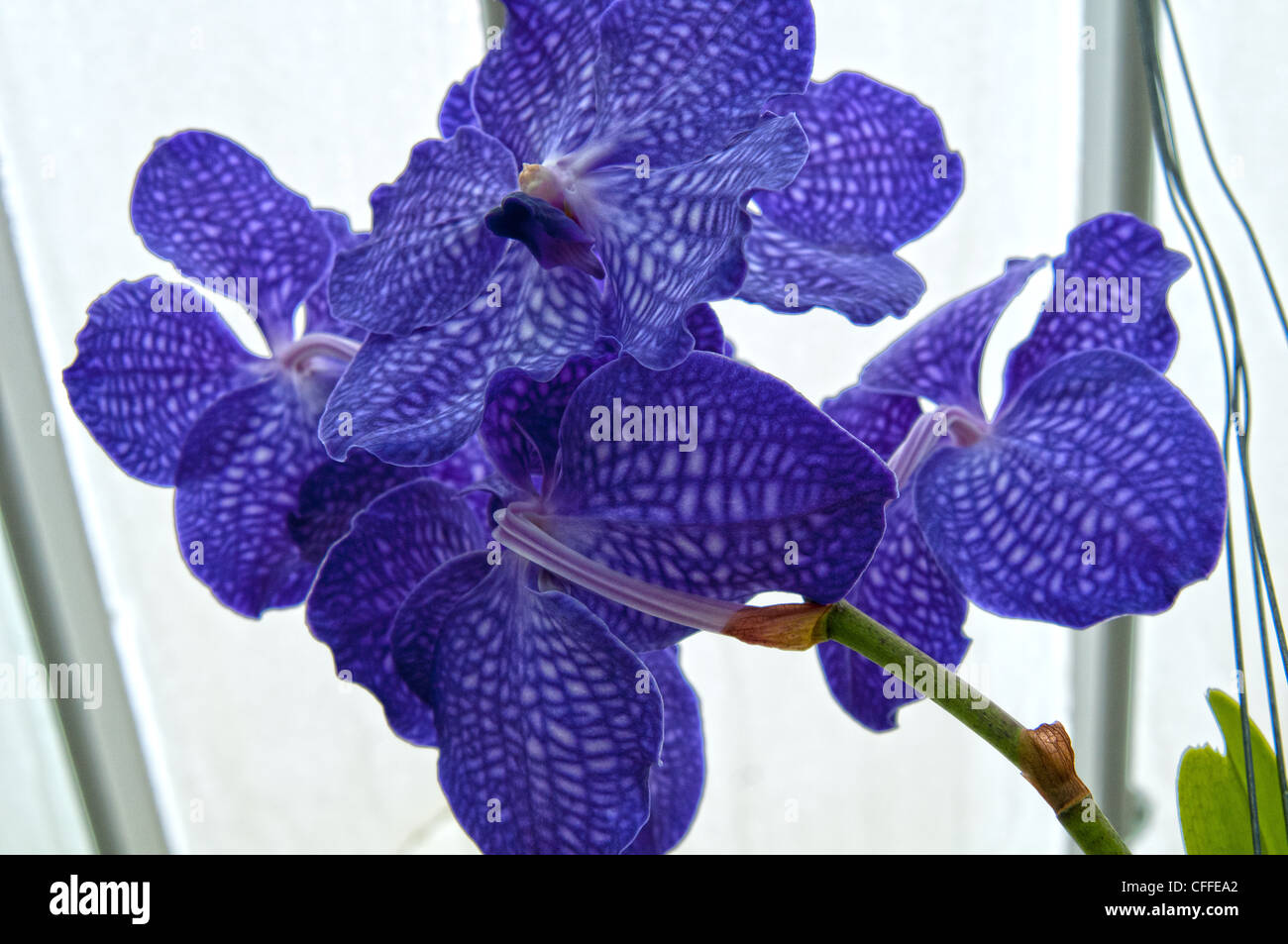 Blue orchid hi-res stock photography and images - Alamy
