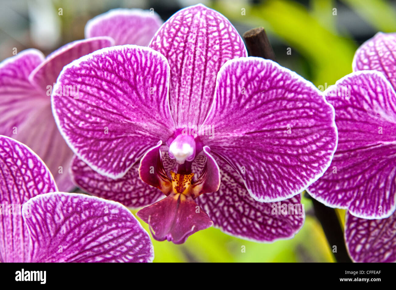 orchids purple orchid Stock Photo - Alamy