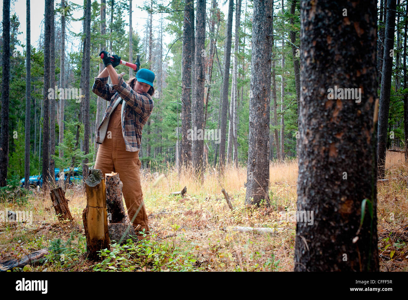 A Montana man chops wood in the forest Stock Photo - Alamy