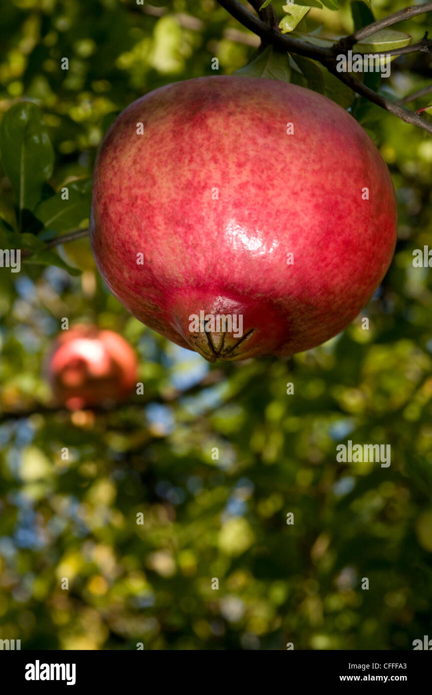Pomegranate on a tree Stock Photo - Alamy